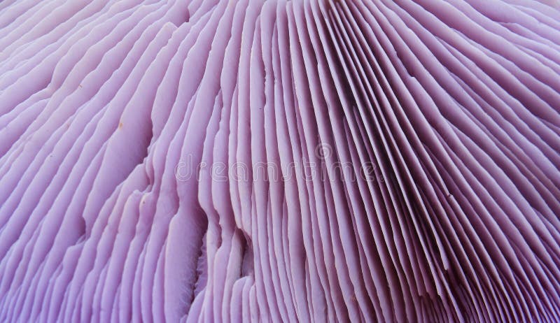 440 Pattern Mushroom Gills Stock Photos - Free & Royalty-Free Stock ...
