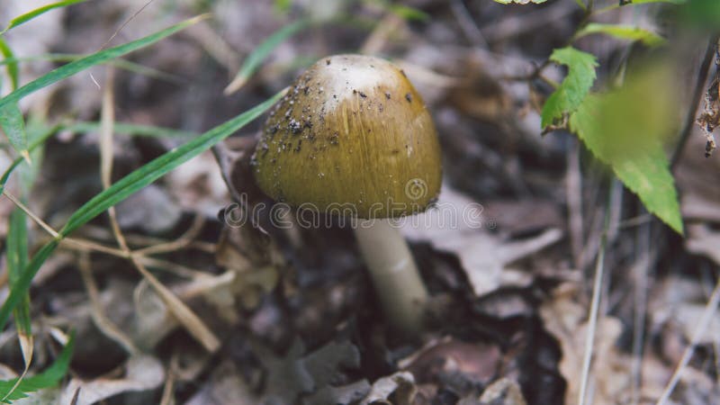 A Mushroom with a Golden Cap is Growing in the Forest, Close-up. Stock ...