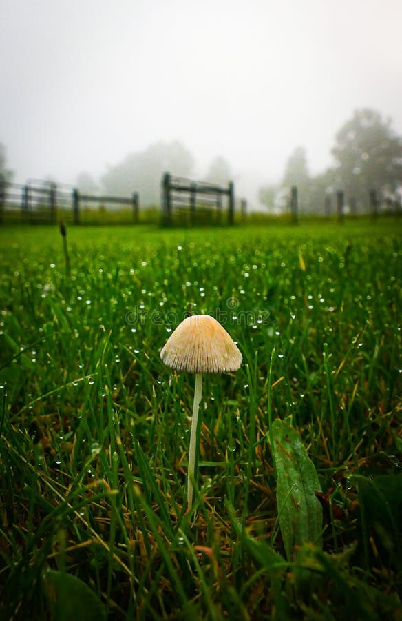 Mushroom on the Grass in the Morning Stock Image - Image of organic ...