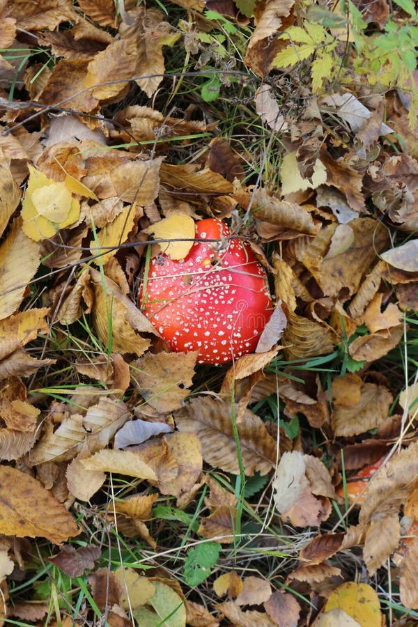 Mushroom Grew in a Cold Autumn Forest Stock Image - Image of grass ...