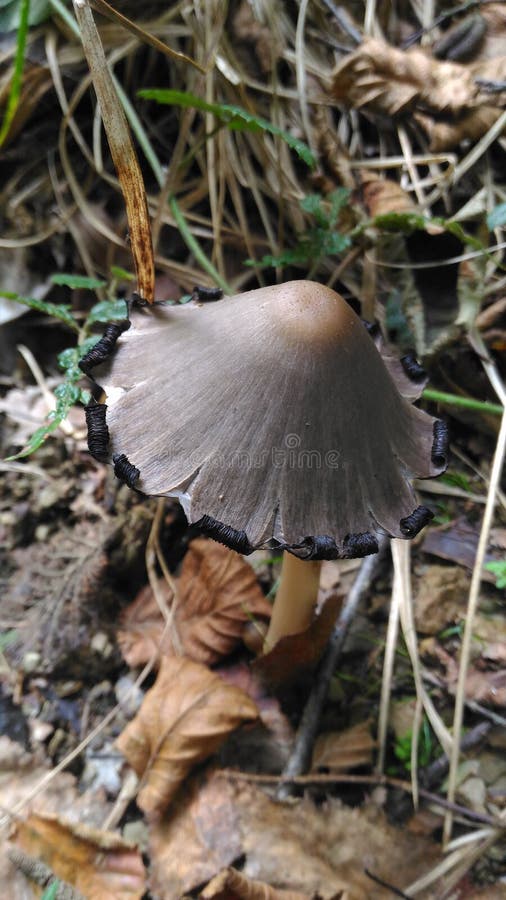Mushroom stock image. Image of mushroom, grey, black - 95334227