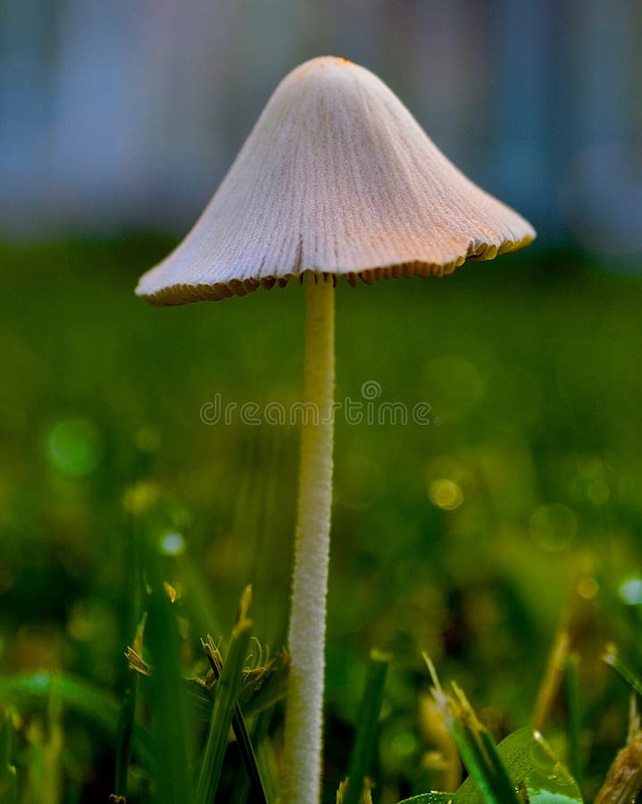 Morning Mushroom in the Grass Stock Photo - Image of morning, garden ...