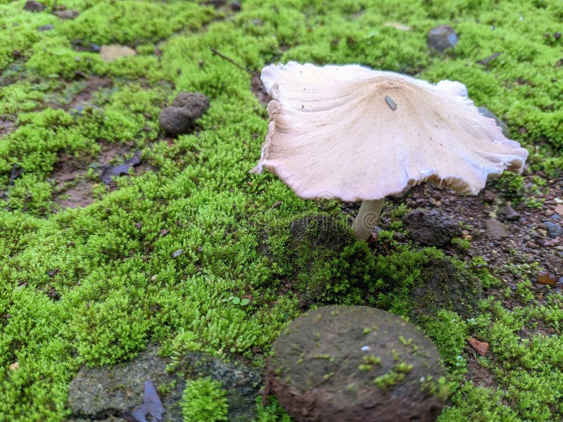 Mushroom grow in the mossy stock photo. Image of woodland - 262885990