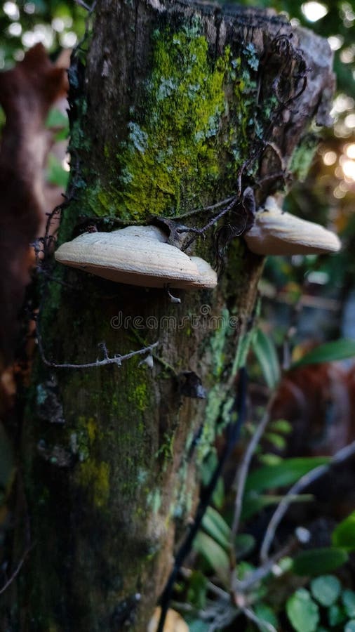 Mushroom grow on tree stock photo. Image of forest, wildlife - 180205238