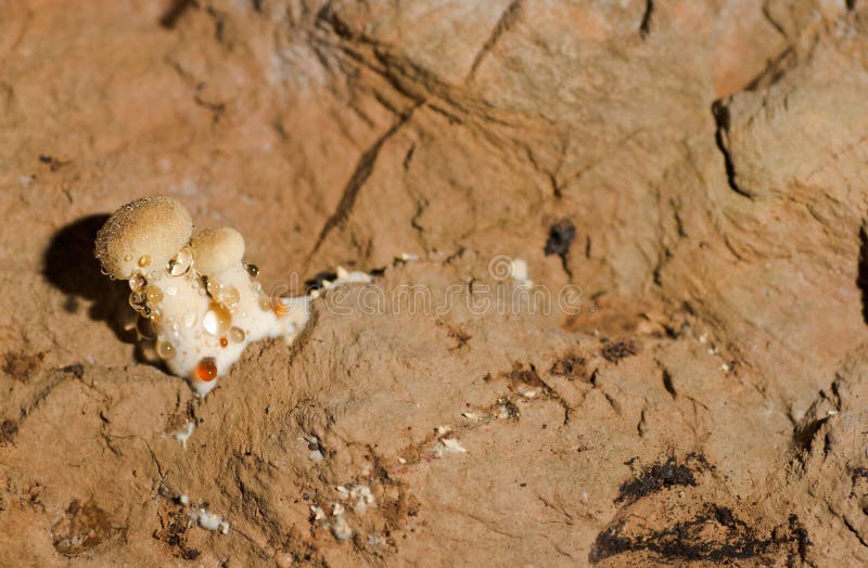 Mushroom stock photo. Image of brown, mushroom, flora - 29889224