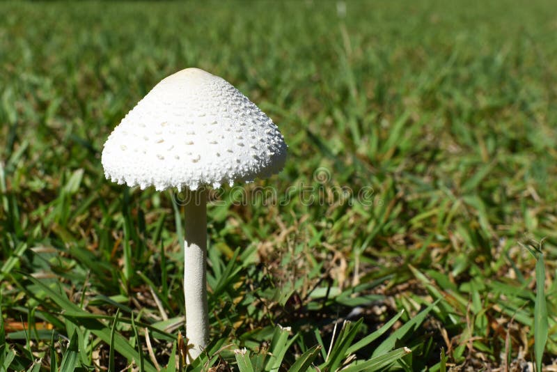 Single Mushroom in a Grassy Field Stock Photo - Image of abstract ...