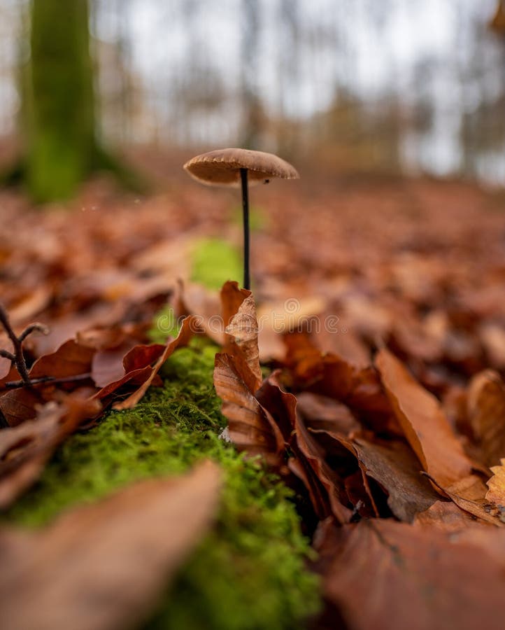 Mushroom Growing Amongst Fallen Oak Leaves in a Forest.. Stock Image ...