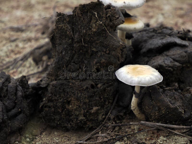 Mushroom Growing on Animal Poo Stock Image - Image of ground, fungi ...