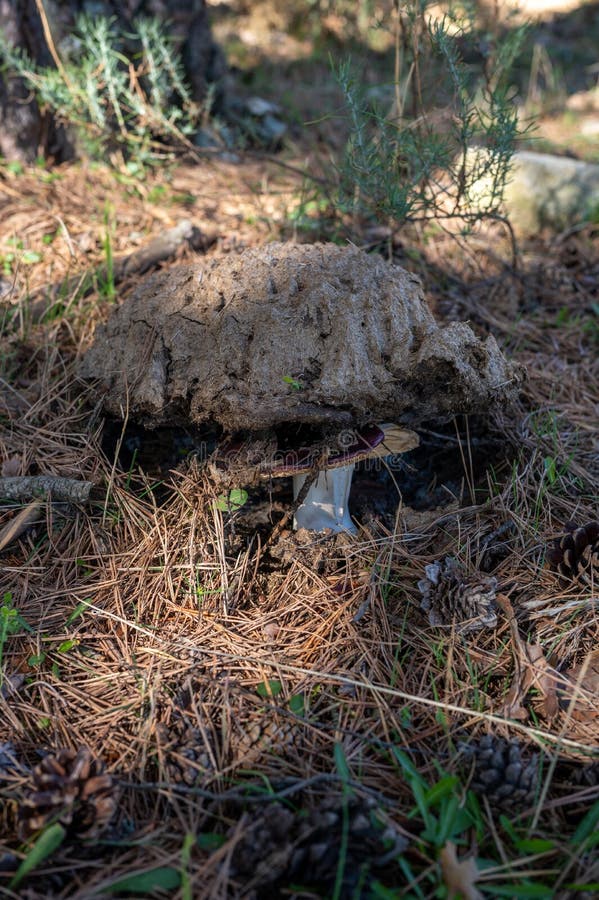 A Mushroom that when Growing Has Raised the Excrement of a Cow Stock ...