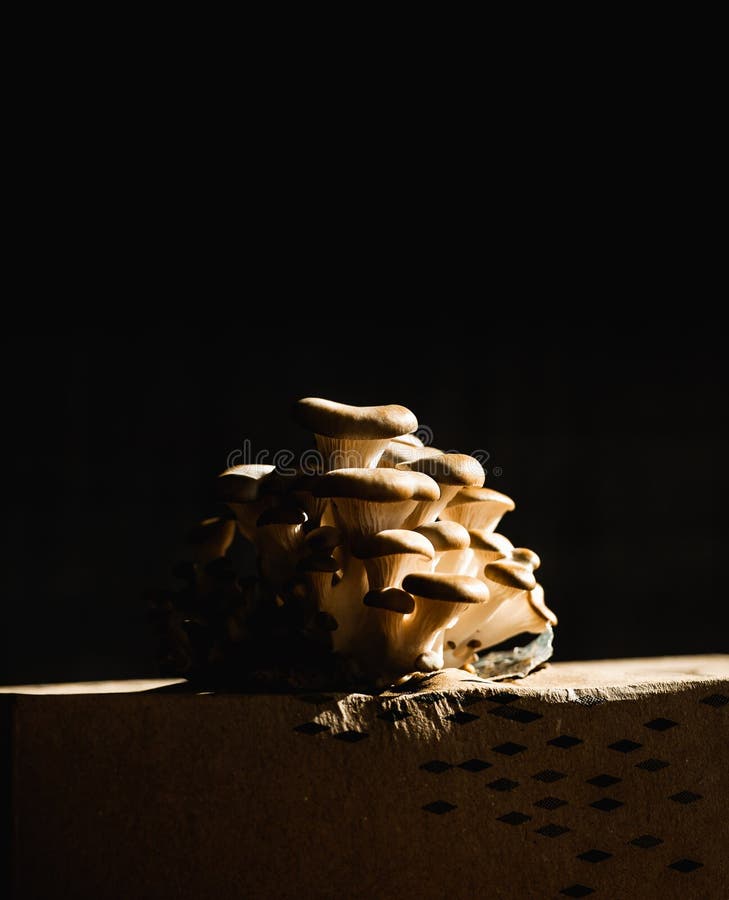 Inside a Mushroom stock image. Image of organic, healthy - 17647659