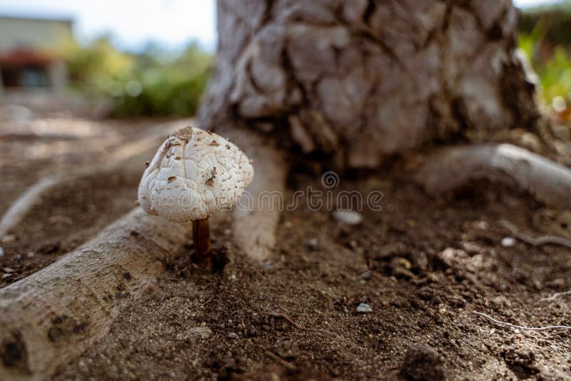 Mushroom Growing Near the Root of a Tree Stock Photo - Image of ...
