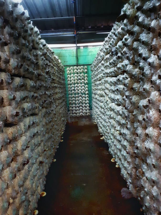 Mushroom Growing Room stock image. Image of packed, mushroom - 110365245