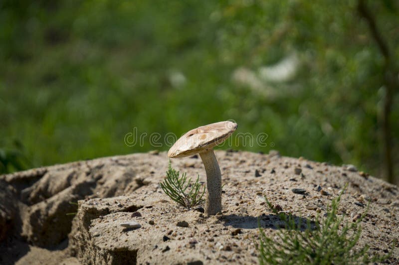 Mushroom Growing in the Sand Stock Image - Image of growing, color ...