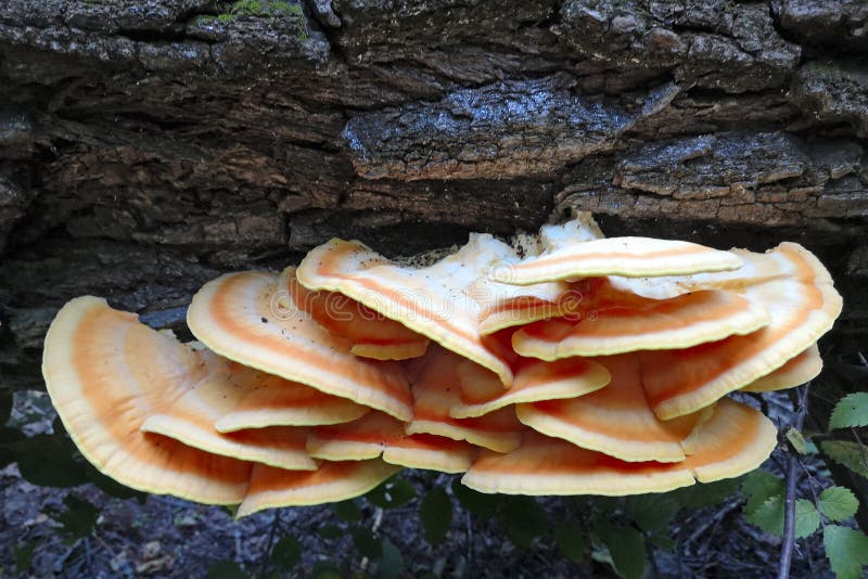 Mushroom Growing on the Side of a Tree. a Group of Bright, Orange ...