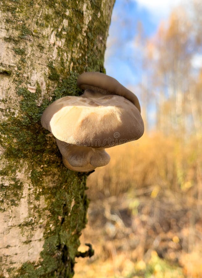 A Mushroom is Growing on a Tree Branch Stock Image - Image of growing ...