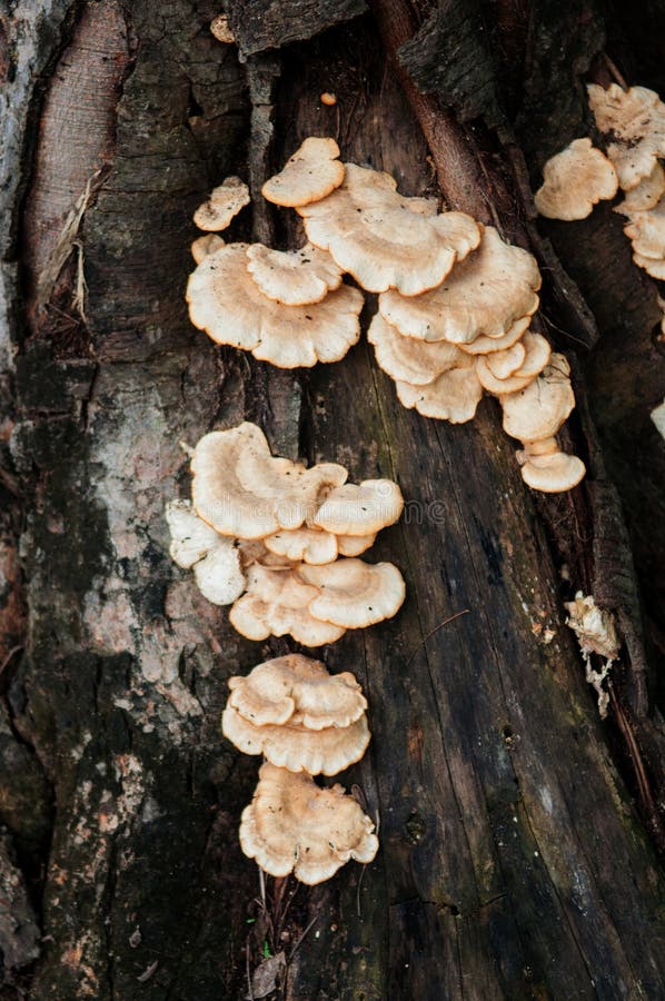 Mushroom growing on tree stock photo. Image of fall, closeup - 34864752