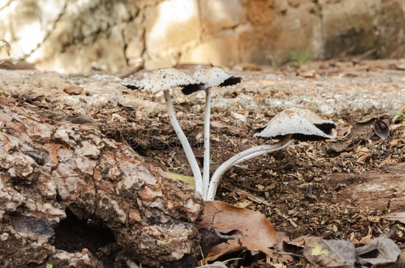 Mushroom Growing from Tree Roott Stock Image - Image of dead, outdoors ...