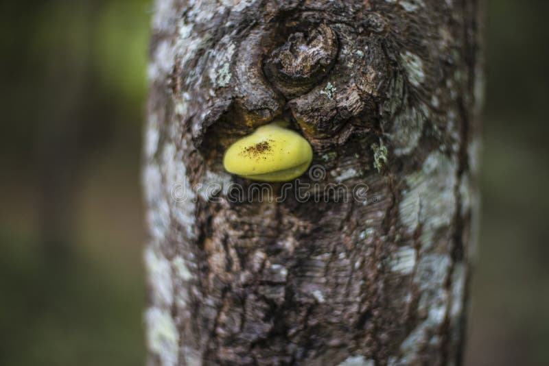 A Yellow Mushroom Growing on the Side of a Tree Stock Image - Image of ...