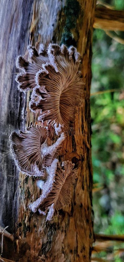 Mushroom Growing on Tree Trunk in the Forest Stock Image - Image of ...
