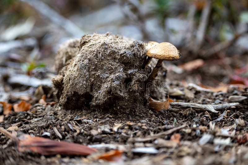 Mushroom that Grows on Cow Dung (magic Mushrooms) Stock Photo - Image ...