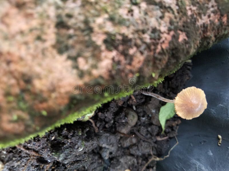 A Mushroom Grows in Damp Areas with Exotic Colors Stock Image - Image ...