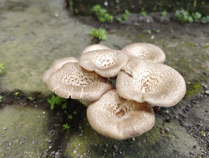 Mushroom Growth at the Bricks Stock Photo - Image of produce, woodland ...