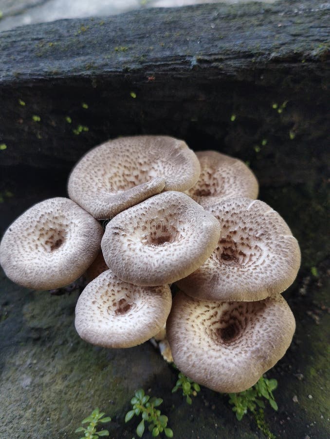 Mushroom Growth at the Bricks Stock Photo - Image of growth, mushroom ...