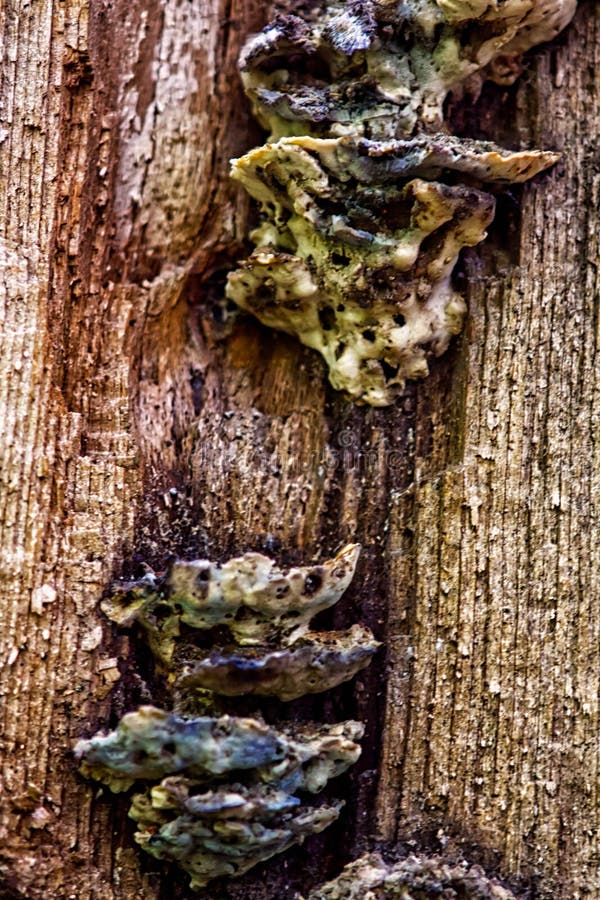 Mushroom growth on a tree stock photo. Image of plant - 190261770