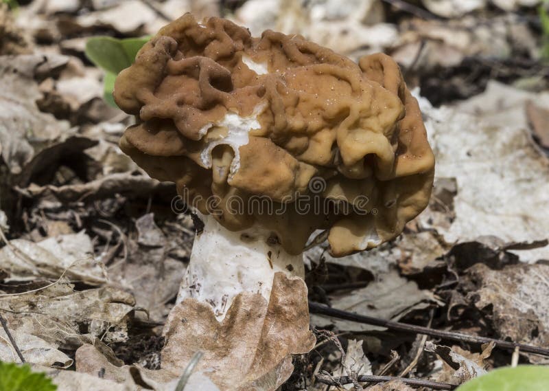 Mushroom Gyromitra in Spring Forest Stock Image - Image of destinova ...
