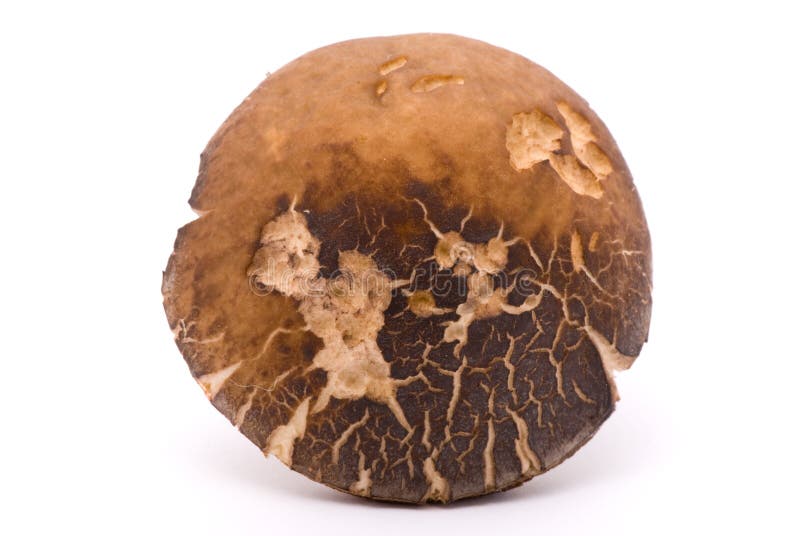 Mushroom head stock image. Image of natural, food, boletes - 7191123