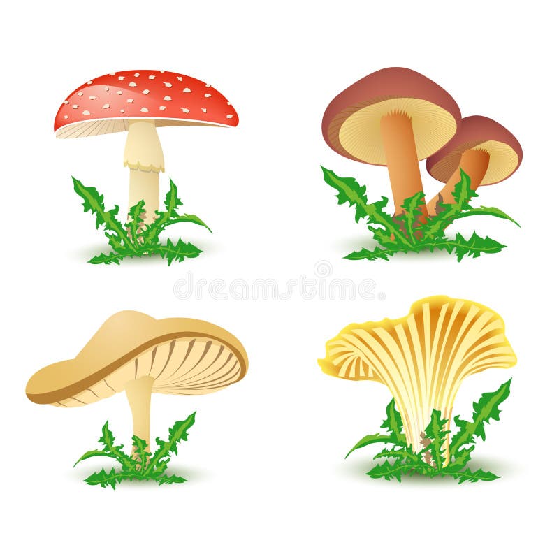 Edible and Non-edible Mushrooms Vector Set Stock Vector - Illustration ...