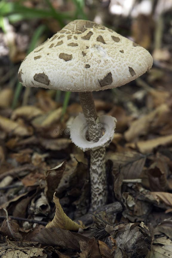 Mushroom Tissue Culture Stock Photos - Free & Royalty-Free Stock Photos ...