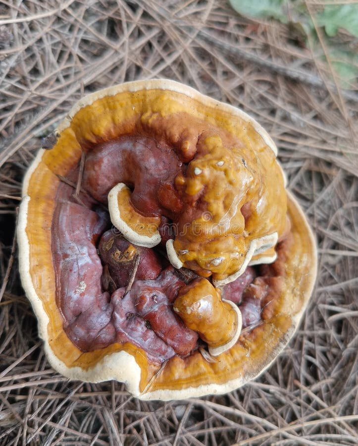 Mushroom, Jamur, Tropical stock image. Image of mushroom - 276202653