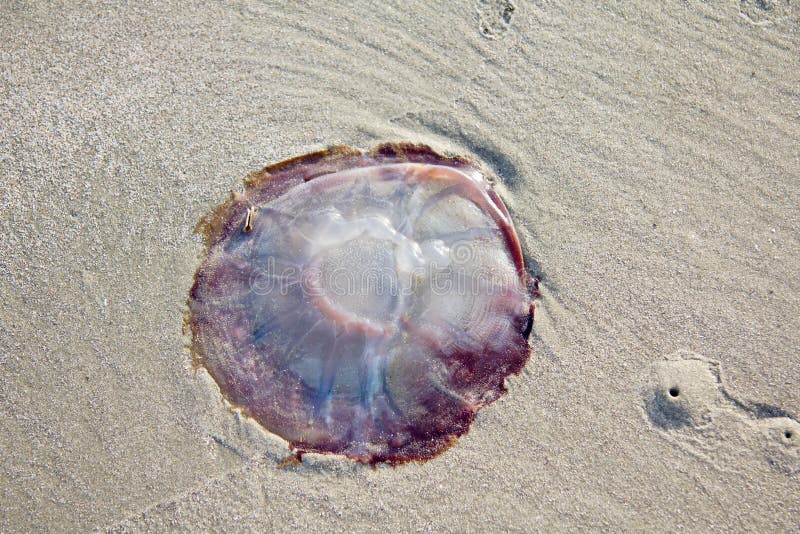 Mushroom Jellyfish stock image. Image of life, danger - 23482571