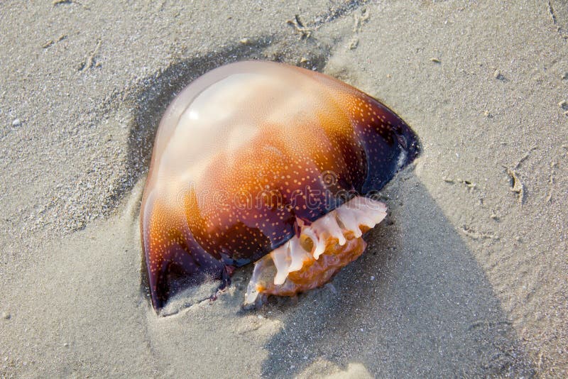 Mushroom Jellyfish stock image. Image of ashore, rhopilema - 23482705