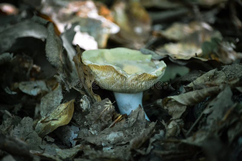 MUshroom Lactarius Blennius Stock Photo - Image of fall, toadstool ...