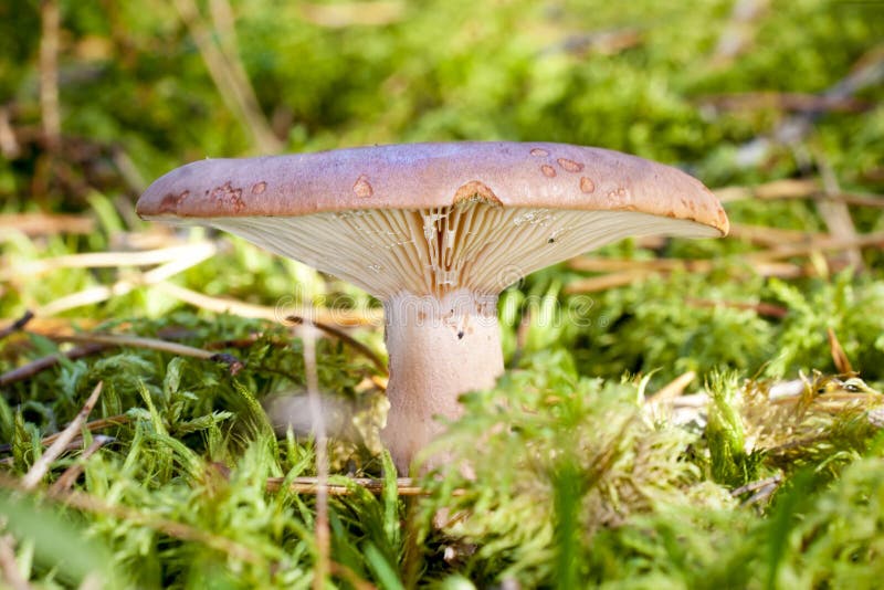 Mushroom Lactarius Helvus Stock Photos - Free & Royalty-Free Stock ...