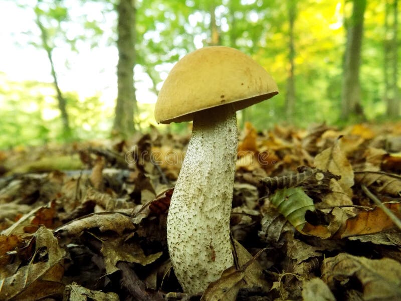 Mushroom Leccinum griseum stock photo. Image of food - 66481388