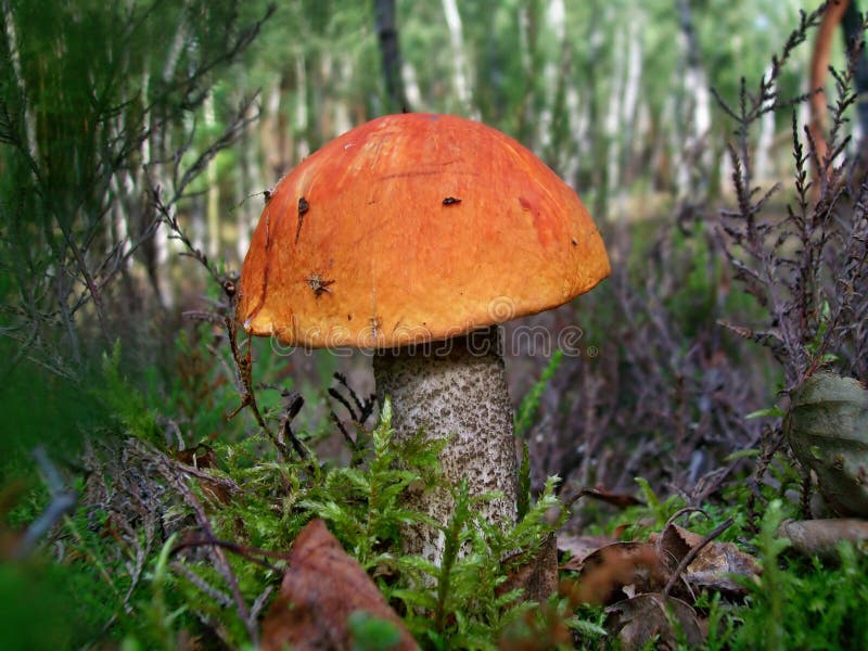 Mushroom Leccinum stock photo. Image of mushroom, gastronomy - 32421754