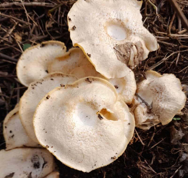 The Mushroom Lentinus Squarrosulus Growing in a Haystack Stock Image ...