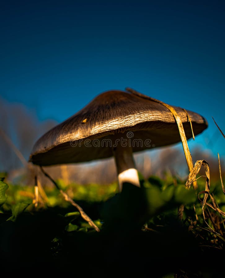 Mushroom in the Light of Sun Stock Image - Image of blue, mushroom ...