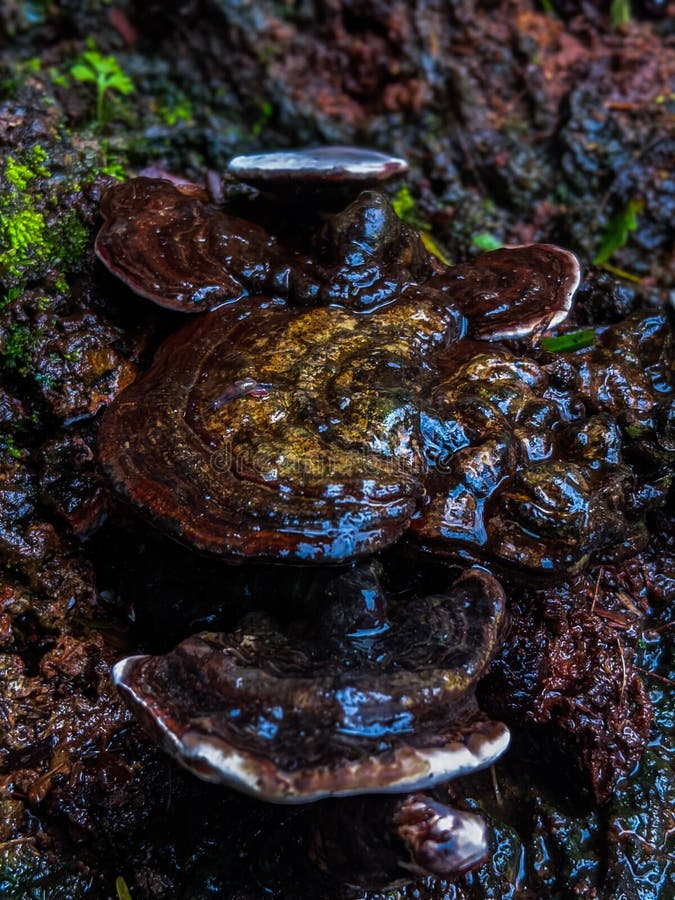 Mushroom Lightning Rain Water Hitting the Mushroom Makes it Shine Stock ...