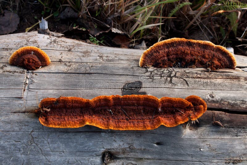 Mushroom like a face stock image. Image of tree, nature - 53072703