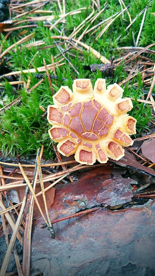 Mushroom-like Rock Formations in a Former Limestone Mine Formed from ...