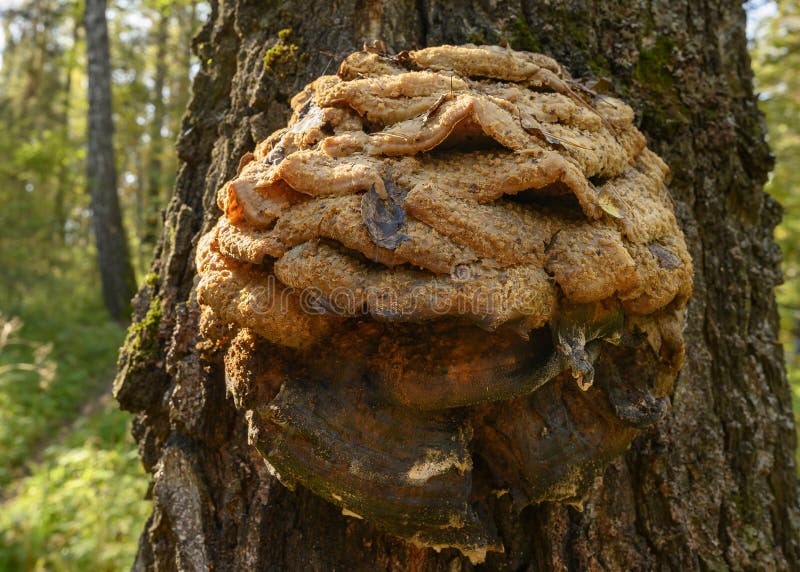 Mushroom-like Growth on the Bark of a Tree in the Forest Stock Photo ...