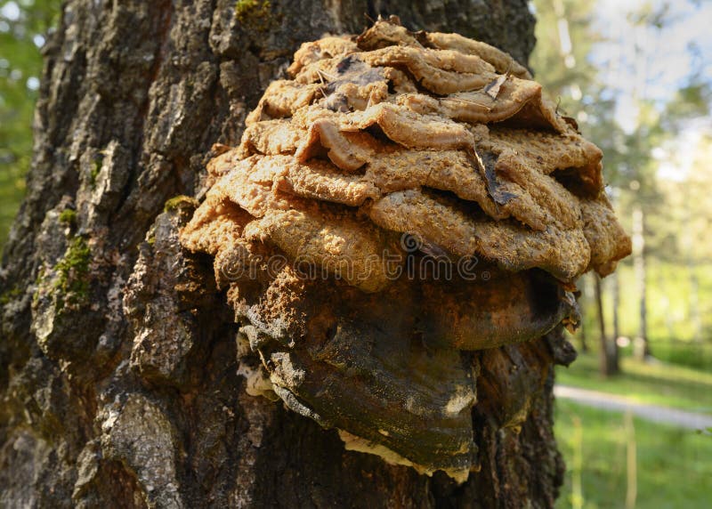 Mushroom-like Growth on the Bark of a Tree in the Forest Stock Image ...