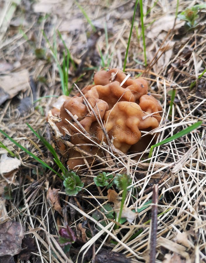 Mushroom Lines in the Ground. Stock Image - Image of outdoor, forest ...