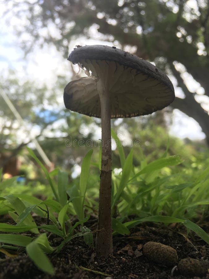 Mushroom stock image. Image of living, shining, mushroom - 74790725