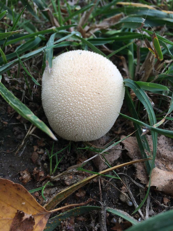 Mushroom lycoperdon stock image. Image of ball, lycoperdon - 79996549