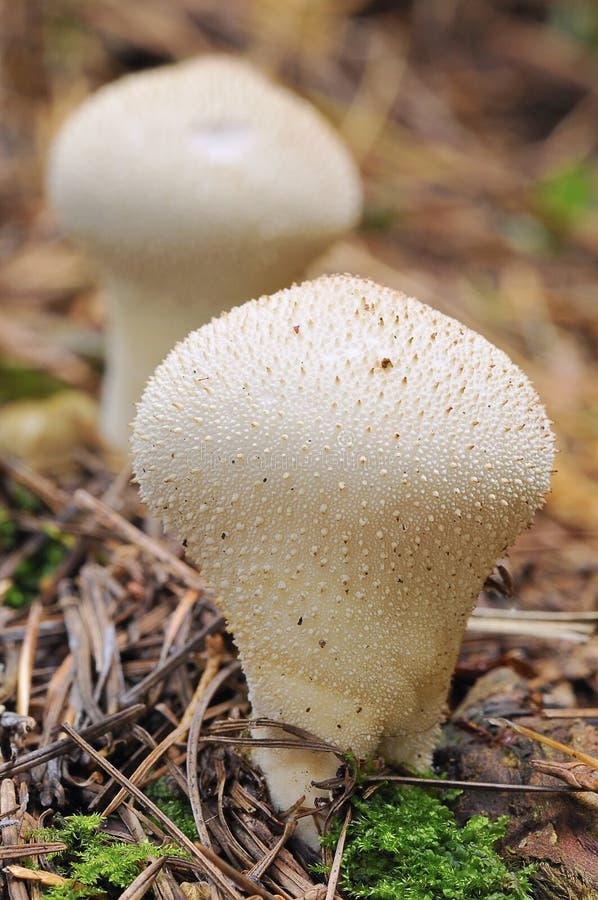 Mushroom, Lycoperdon Perlatum Stock Photo - Image of mushroom ...